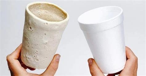 Biodegradable Styrofoam Is Made From Plastic Eating Mealworms Heres How