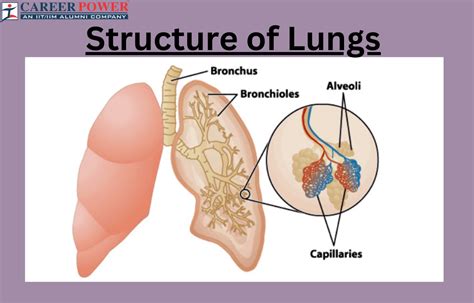Structure Of Lungs Definition Diagram And Functions
