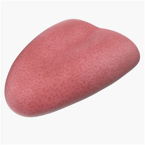 Tongue 3d Models Download Free3d