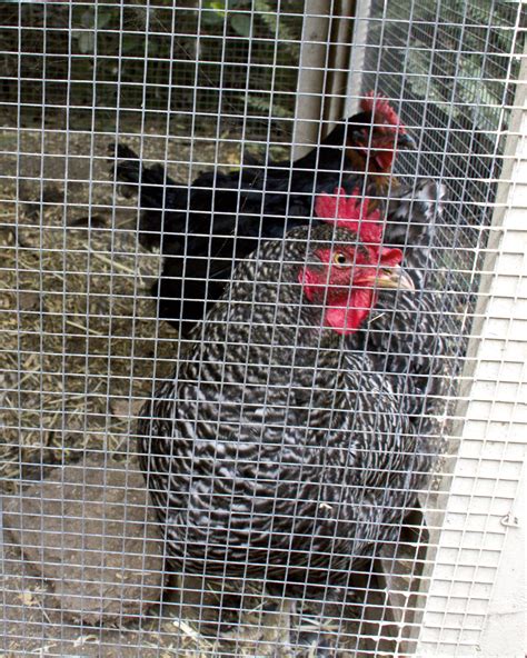 Adventures In Keeping Urban Chickens Lou Murrays Green World