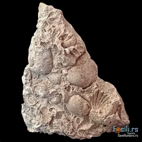 Shells In Matrix Fosilirs