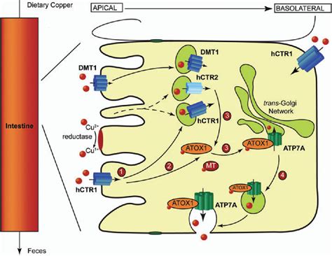 Copper Absorption From Diet At Michael Harbour Blog
