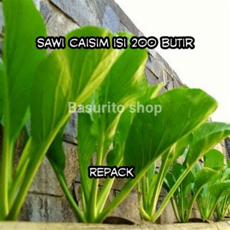 Benih Biji Sawi Caisim Eceran Isi 200 Butir Lazada Indonesia