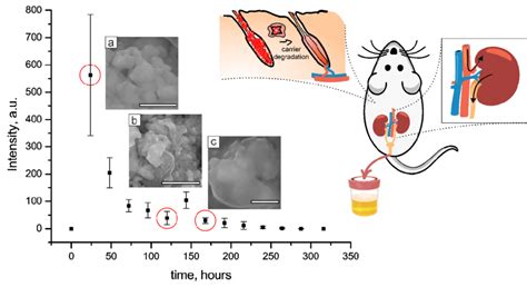 Urinary Excretion Kinetics Of Intrafolliculary Delivered Cy7 Dye In