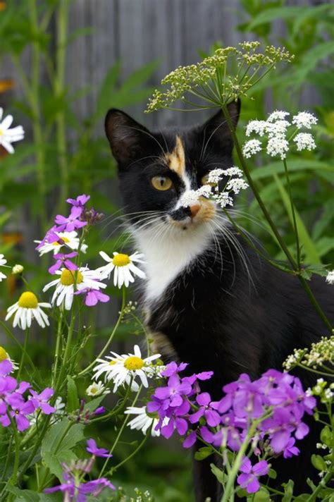 В цветах Живая природа Фотострана Пост №314763387