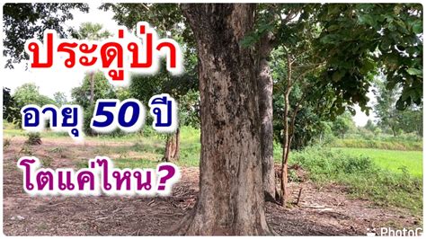 ประดู่ป่า อายุ 50 ปี โตแค่ไหน สุดยอดไม้เนื้อแข็ง ราคาแพง ลายสวย Youtube