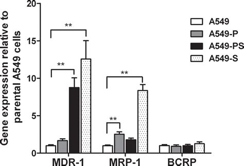 Mdr‐1 Mrp‐1 And Bcrp Expressions In A549 Paclitaxel Ptx‐resistant