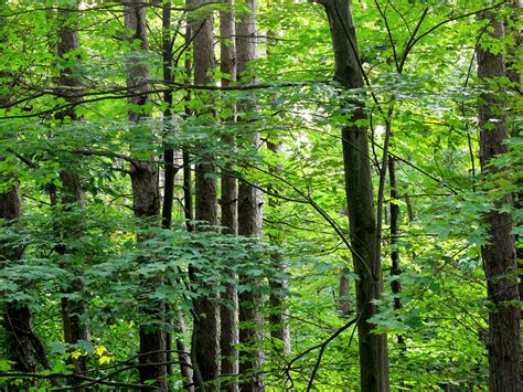 Stand Of Trees Free Stock Photo Public Domain Pictures
