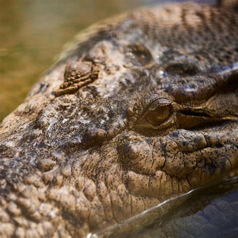 Quirky Facts Revealed About Fnqs Most Famous Croc Townsville Bulletin