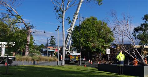 Importance Of Wearing Safety Gear For Tree Felling Gold Coast