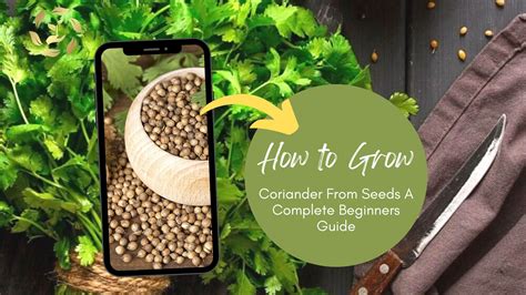 Coriander Growing Guide