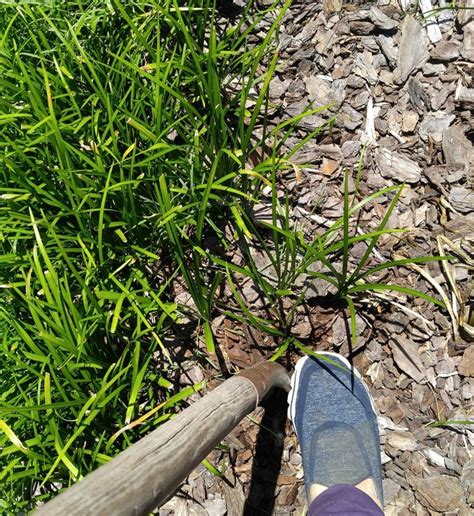 Controlling Monkey Grass How To Manage And Get Rid Of Liriope