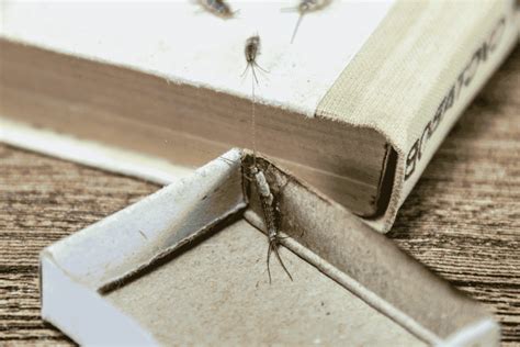 Silverfish Infestations Ultimate Pest Control