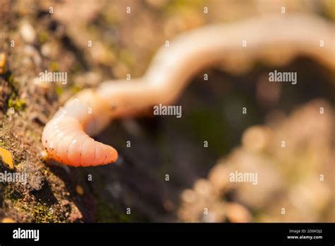 Earthworm Lombricus Terrestris Also Know As Lob Worm Nightcrawler