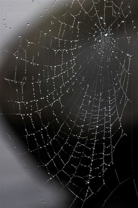 Fibonacci Sequence Spiderweb Photograph By Jennifer Egan Pixels