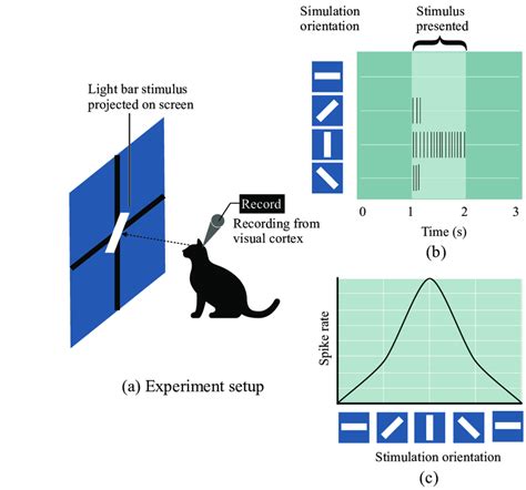 A Neuron In The Primary Visual Cortex Responds Selectively To Line Download Scientific Diagram