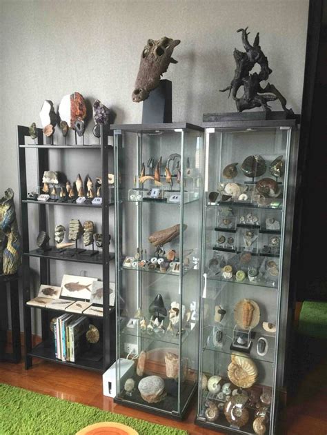 Pin On Fossil Displays Displaying Collections Room Themes Cabinet Of Curiosities