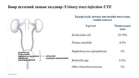 Антибиотик эмчилгээний хэрэглээ ба түүний тухай ойлголт Pptx