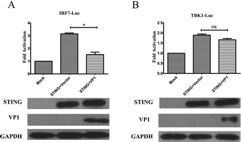 Vp1 Inhibits Ifn B Activation By Selectively Targeting Irf7 The Cells Download Scientific