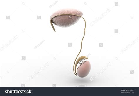D Rendered Testicles Isolated On White Stock Illustration Shutterstock