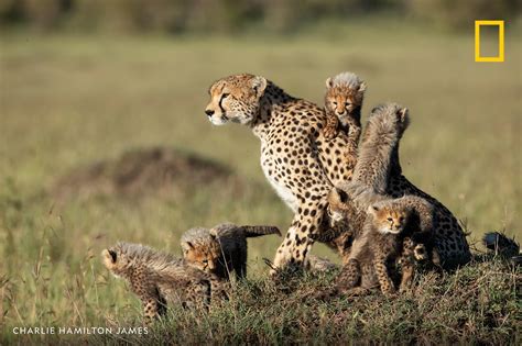 Cheetah Cubs Running