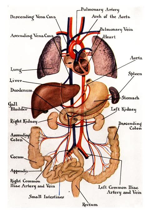 Internal Body Parts Name With Picture In English