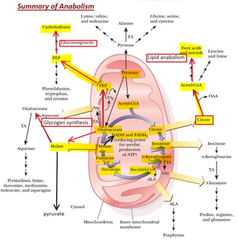 Overview Of Citric Acid Cycle Flashcards Quizlet