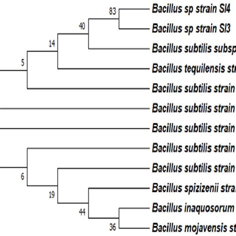 Phylogeny Of Bacillus Sp Strain Si3 And Bacillus Sp Strain Si4 Download Scientific Diagram