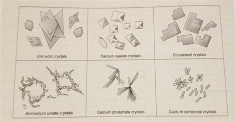 Bio Lab Wk 12 Flashcards Quizlet