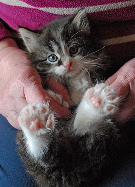 Taunton Polydactyl Kitten Press Release Cats Protection