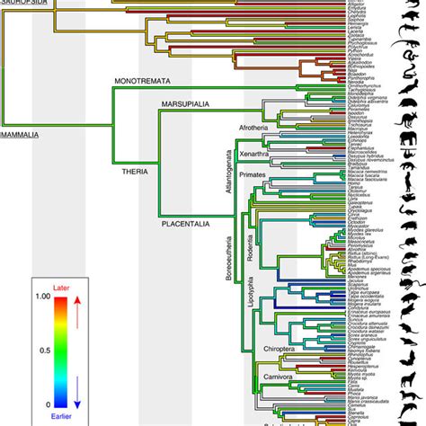 Relation Between Encephalization Quotient Eq And Supraoccipital