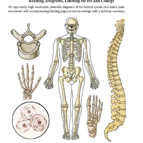 Skeletal System Diagrams And Labeling Bundle High School And College