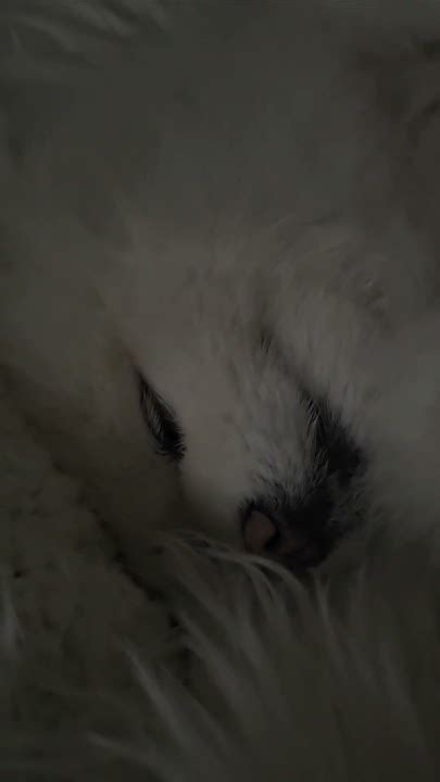 아기 북극여우같은 강아지 ️ 쇼츠 강아지 귀여운 사랑스러운 Youtube