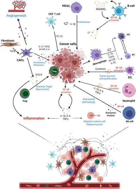Nf‐κb Pathway Modulates Tumor Microenvironment The Nf‐κb Signaling Download Scientific Diagram