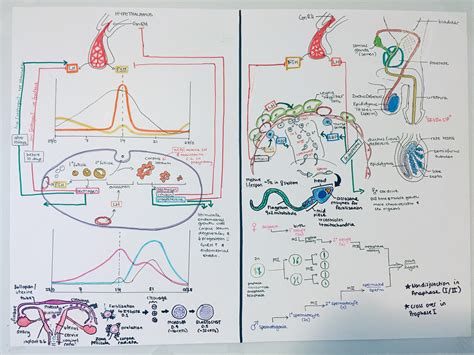 Reproductive Systems R Mcat