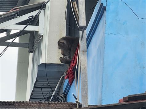 Th I Thu C G Y M Con Kh Qu Y Ph Khu D N C Tp Hcm