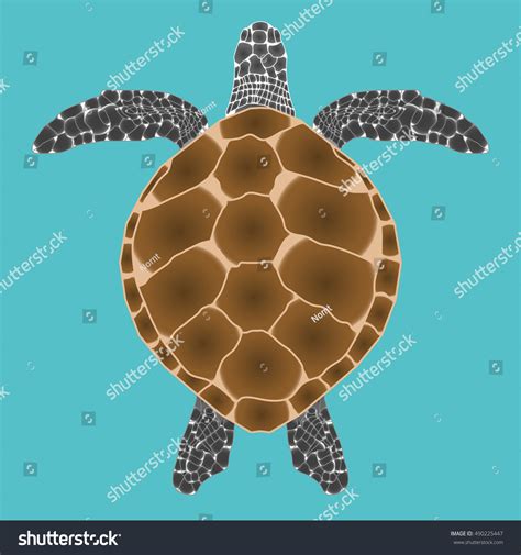 Turtle Top View Vector Illustration เวกเตอร์สต็อก ปลอดค่าลิขสิทธิ์