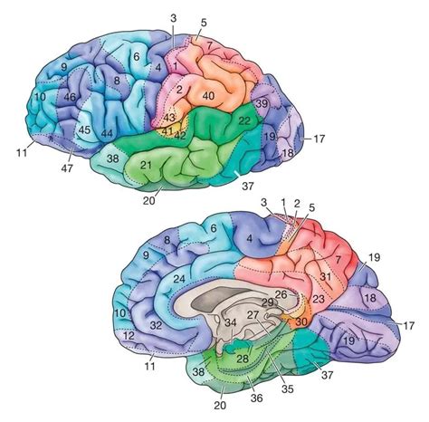 Las 47 áreas De Brodmann Características Y Funciones Medical School Essentials Psychology