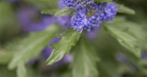 Caryopteris Cland Blauer Spatz