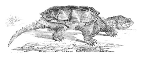 Vintage Snapping Turtle Drawing By Jean Charles Chenu