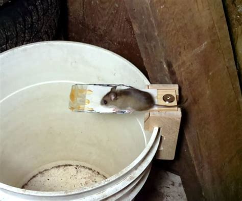 Building A Better Mouse Trap