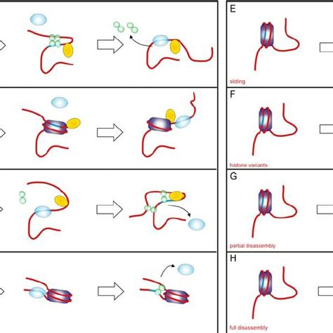 Dna Supercoiling In Prokaryotes And Eukaryotes Bacteria And Some Download Scientific Diagram Dna Supercoiling In Prokaryotes And Eukaryotes Bacteria And Some Download Scientific Diagram