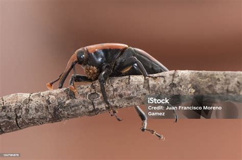 Rhynchophorus Ferrugineus 아시아 Sago 손바닥 악마 딱정벌레 큰 크기와 붉은 색에 붉은 색과 지점에 자리 잡고 0명에 대한 스톡 사진 및 기타 이미지