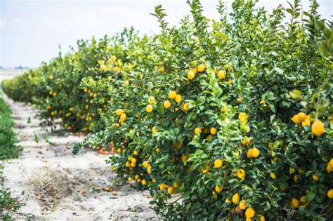 How Big Do Lemon Trees Get Its All In Their Roots Garden Eco