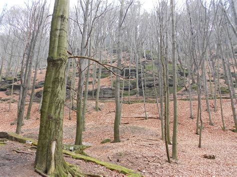 The Forest Ecosystem And Or Organism Blogionik