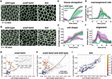 Cell Shape Cell Shape Alignment And Cell Rearrangement Rates In The Download Scientific
