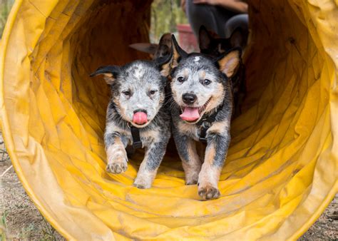 Blue Heeler Training Tips From A Boulder Dog Trainer