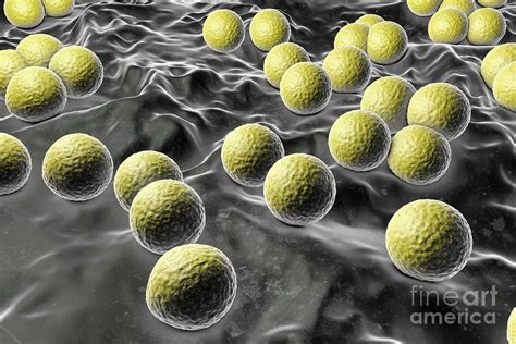 Micrococcus Species