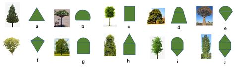 Tree Species Classification Using Airborne Lidar Data Based On Individual Tree Segmentation And