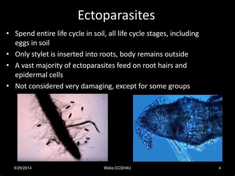 Ppt Lecture 5 Classification Of Nematodes On The Basis Of Phytoparasitism Powerpoint